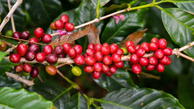 GRANOS BÁSICOS CONCENTRAN LA MITAD DE LA PRODUCCIÓN DE CULTIVOS ANUALES ...